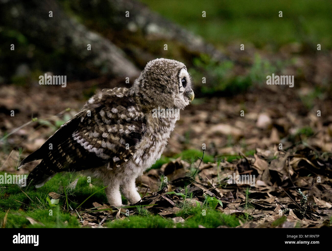 Mexia alabama hi-res stock photography and images - Alamy