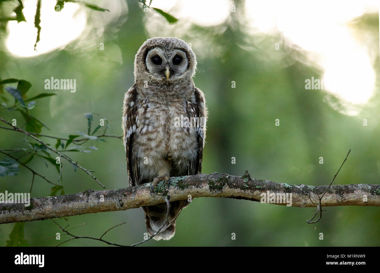 A barred owl, perched up upon a tree branch in the early morning. Mexia ...