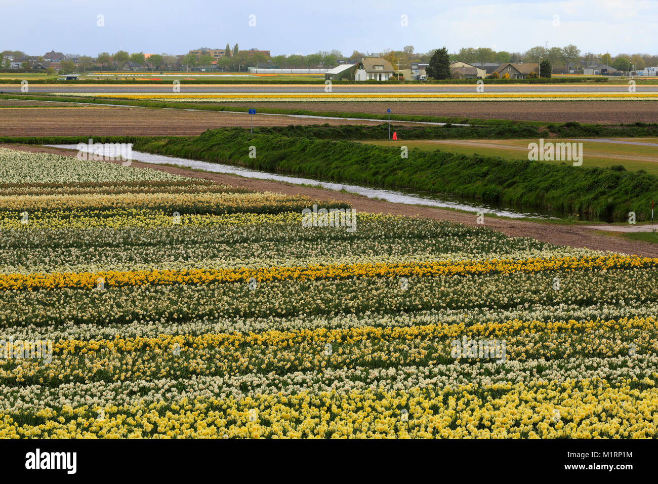 Bulb farm near Keukenhof Gardens, Netherlands Stock Photo - Alamy