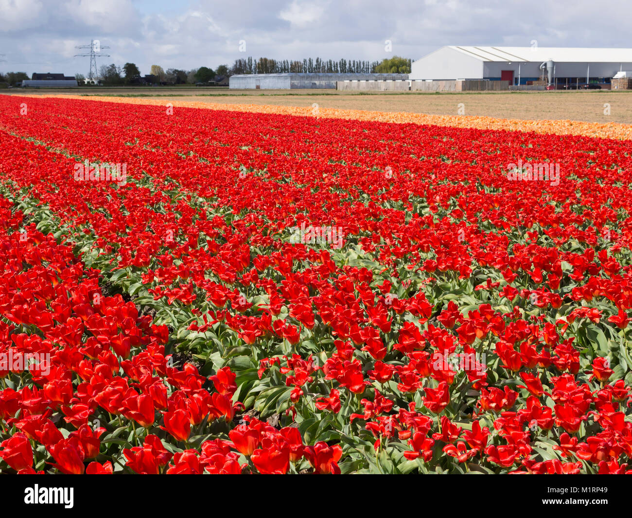 Tulip farm, Holland, Netherlands Stock Photo - Alamy
