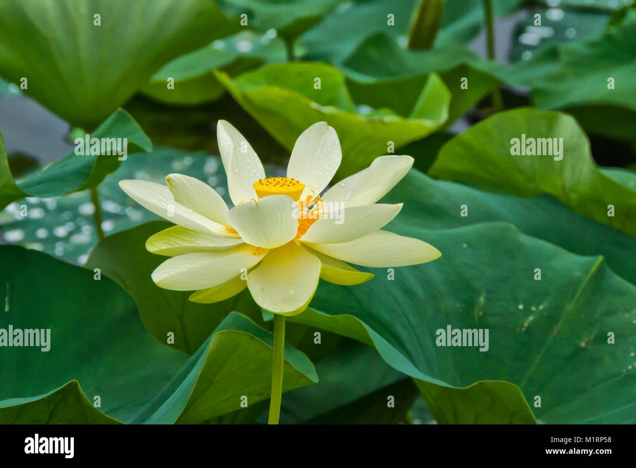 American Lotus Nelumbo Lutea High Resolution Stock Photography and ...