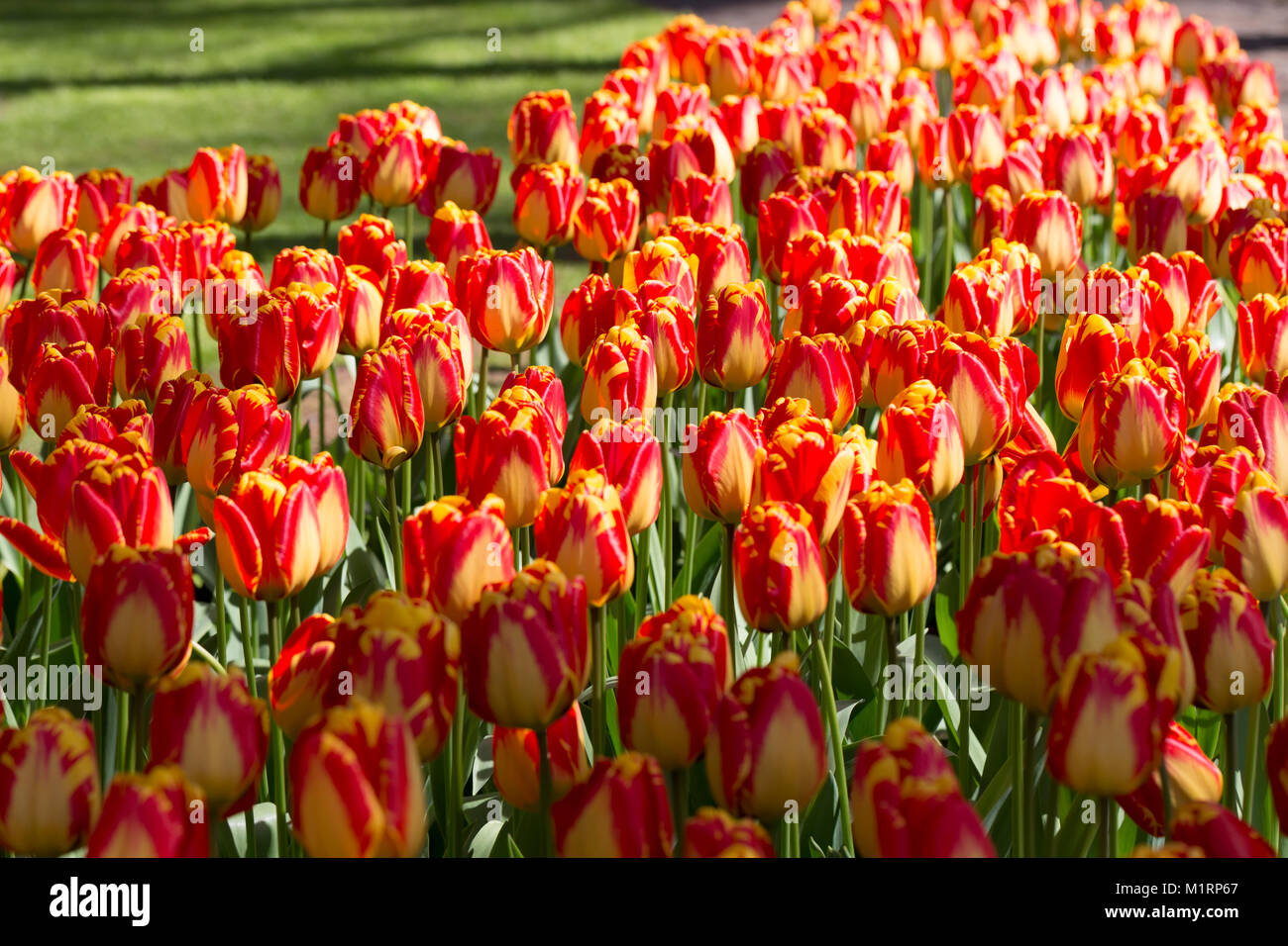 Tulip Banja Luka at Keukenhof Gardens Stock Photo - Alamy