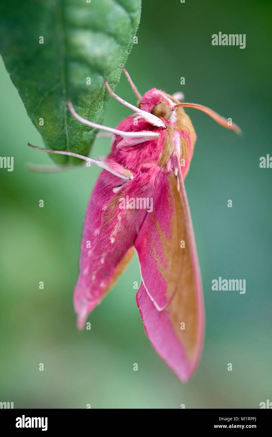 Elephant hawk moth hi-res stock photography and images - Alamy