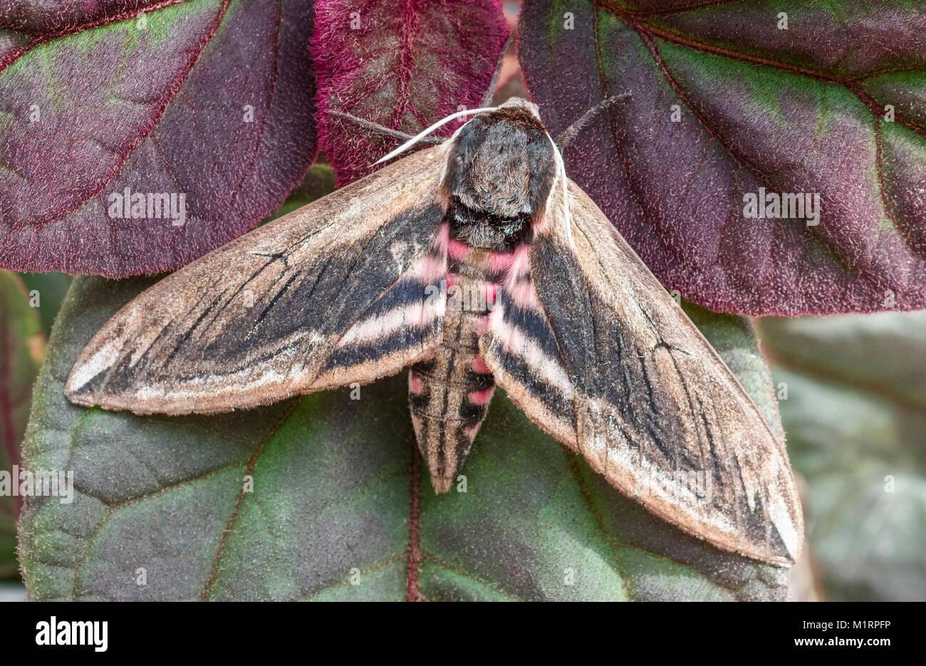 Privet Hawk-moth - Sphinx ligustri Stock Photo - Alamy
