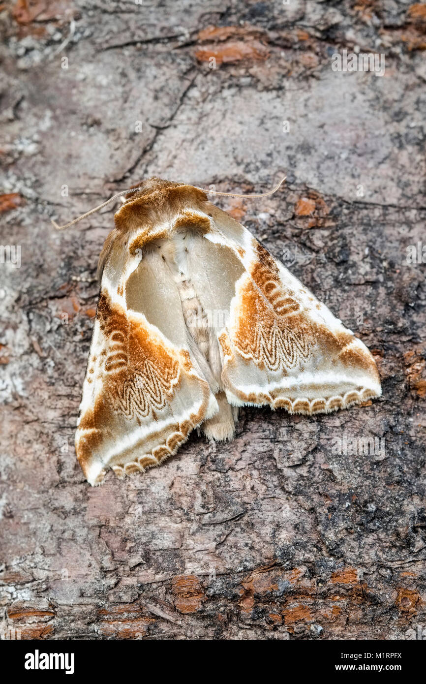 Buff Arches moth - Habrosyne pyritoides Stock Photo - Alamy