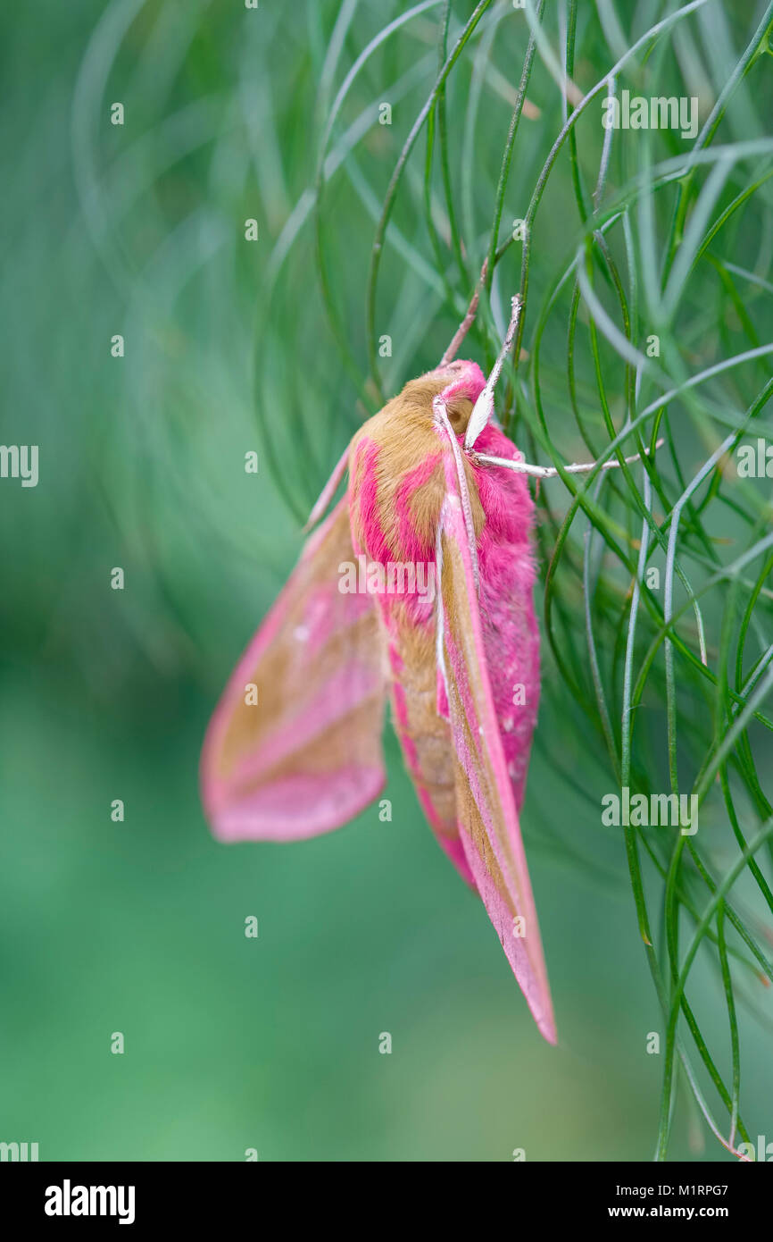 Elephant hawk moth hi-res stock photography and images - Alamy