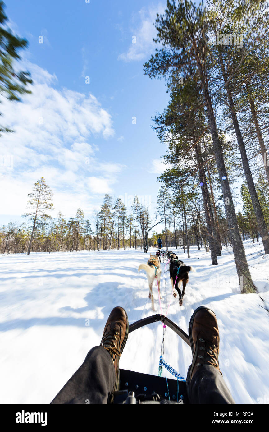Overbygd, Norway. First-person dog sledding action shot in sunny winter ...