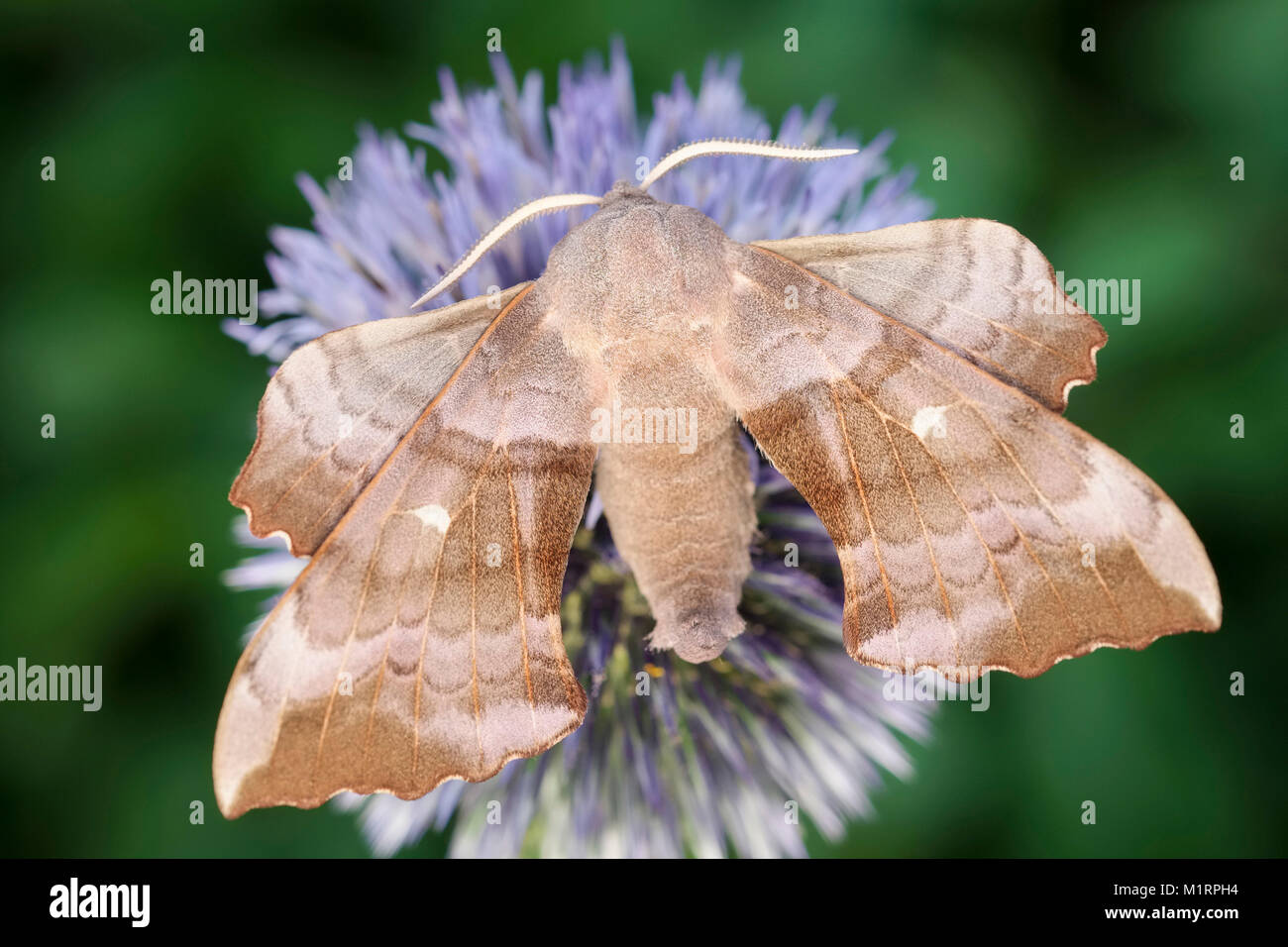 Poplar Hawk-moth resting on Globe thistle - Laothoe populi Stock Photo ...