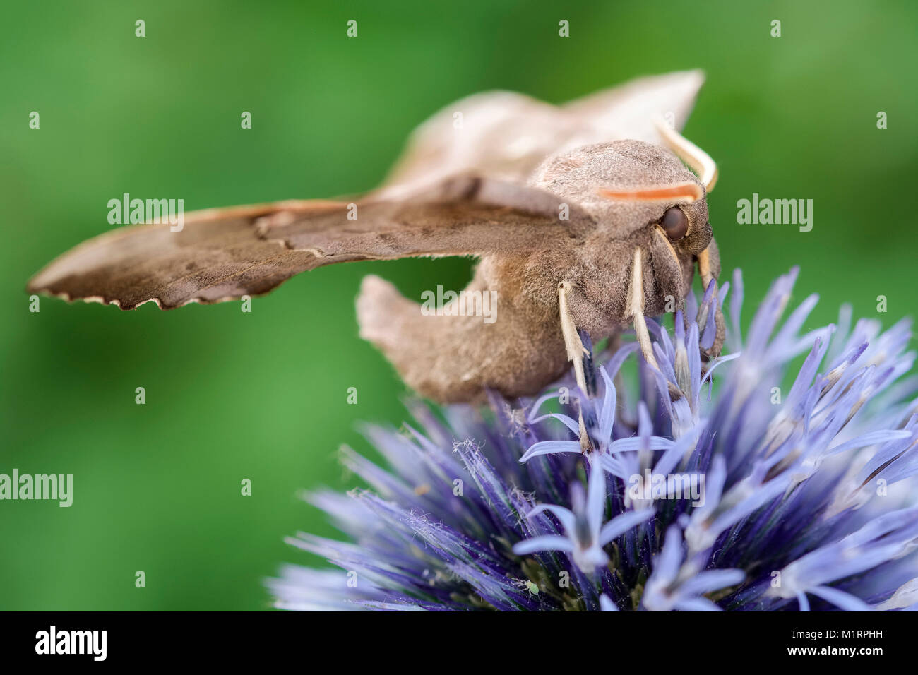 Poplar Hawk-moth resting on Globe thistle - Laothoe populi Stock Photo ...