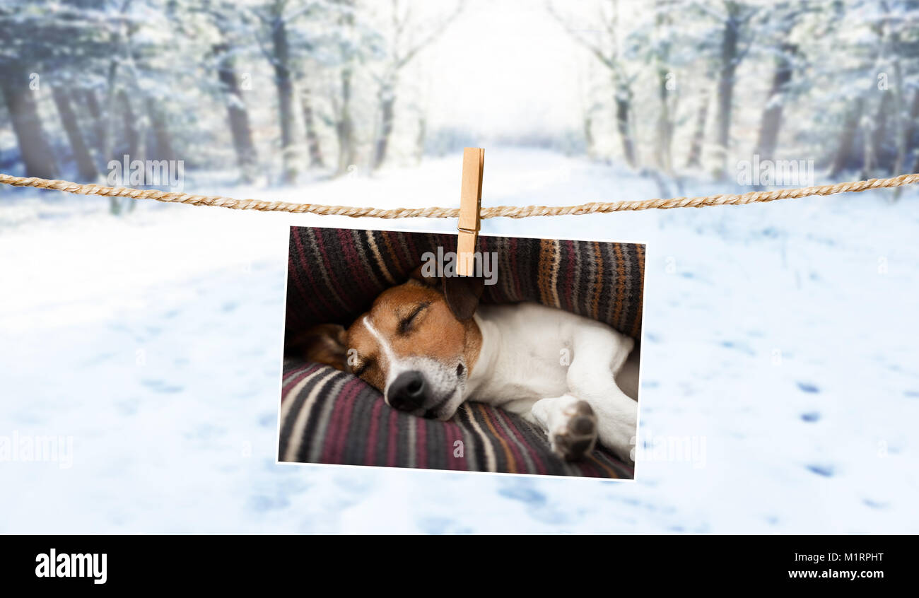 photo of dog hanging on a string with clothespin, cuddly and warm in ...