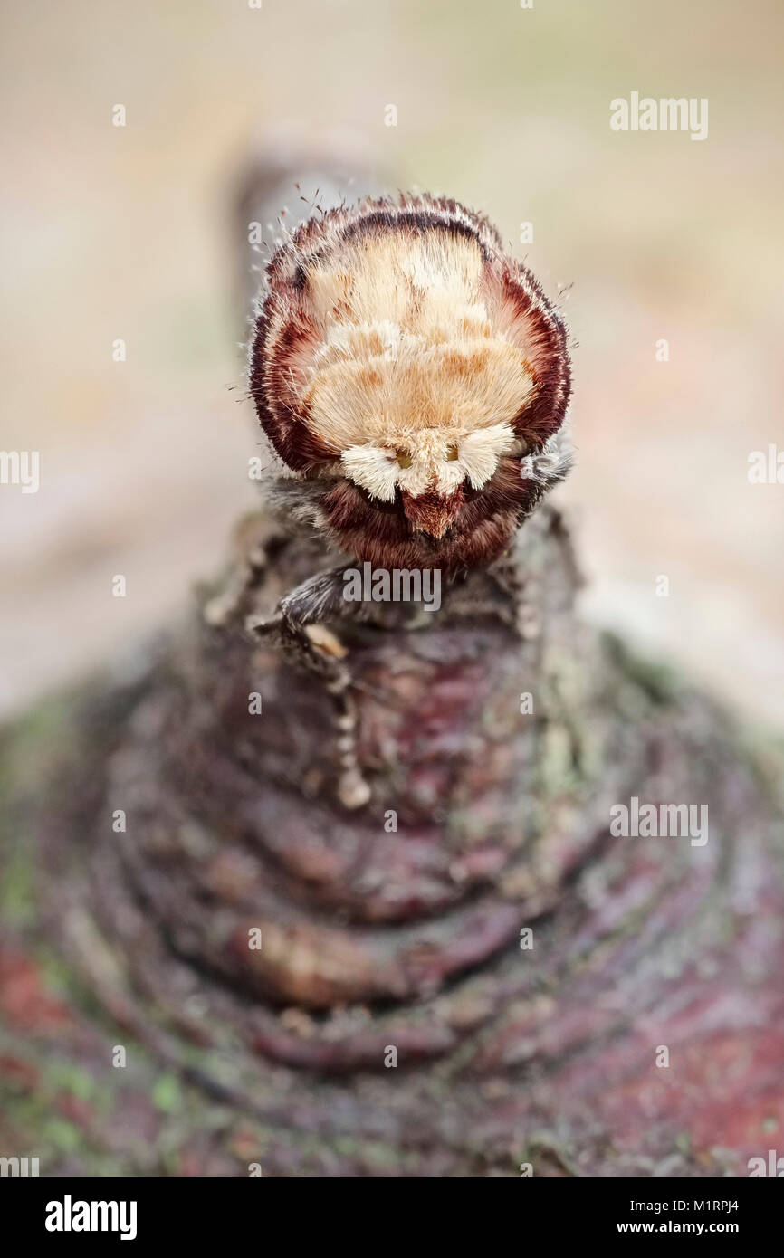 Buff Tip Moth at rest and showing camouflage on Silver Birch bark ...