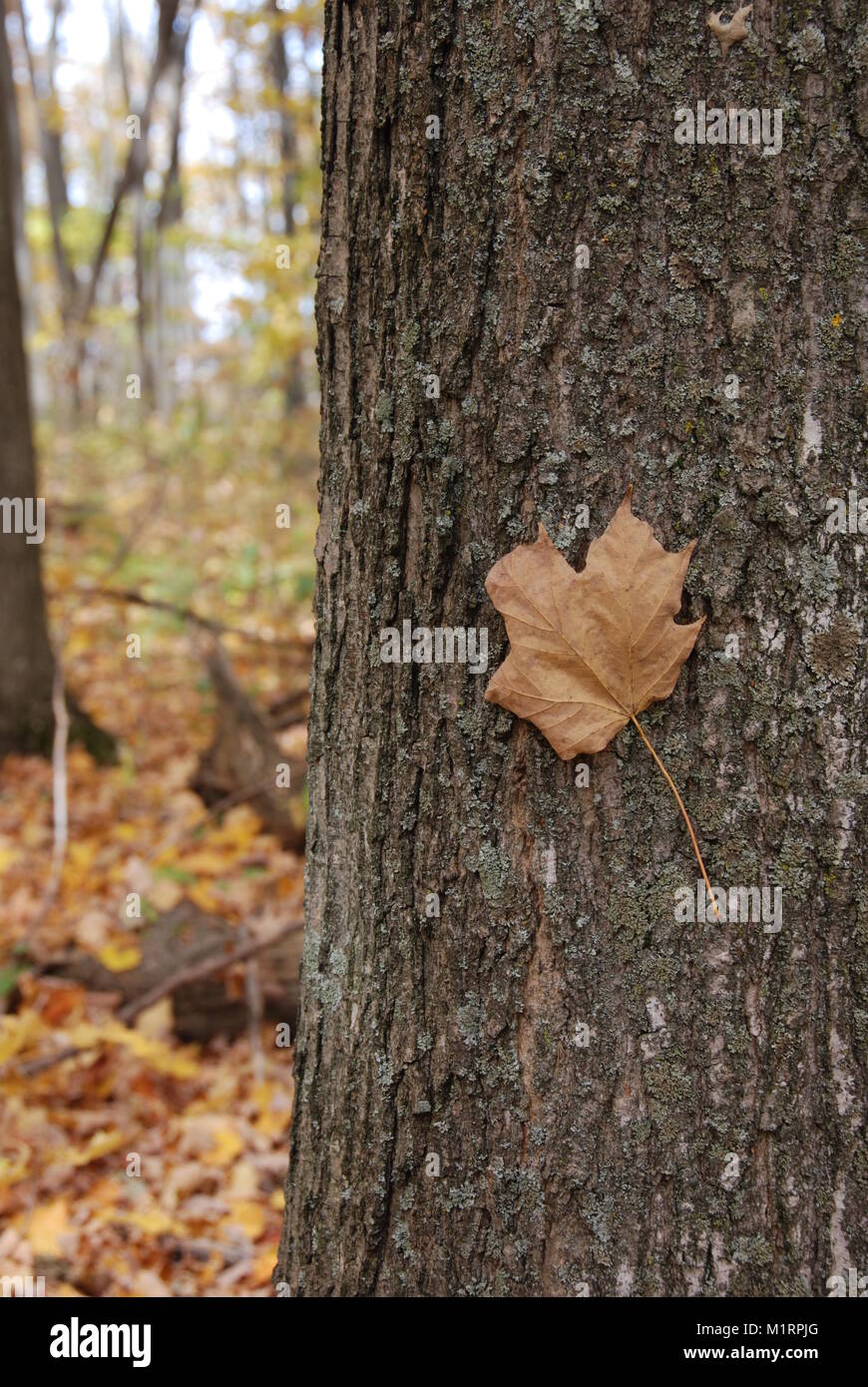 Photograph of maple tree hi-res stock photography and images - Alamy