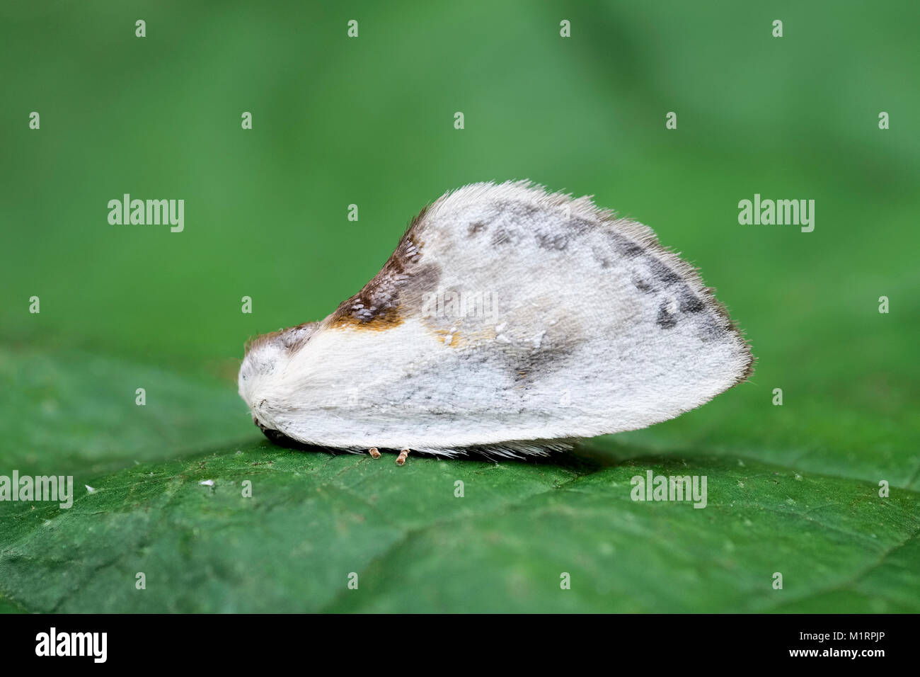 Chinese character moth camouflaged as a bird dropping in full view on ...