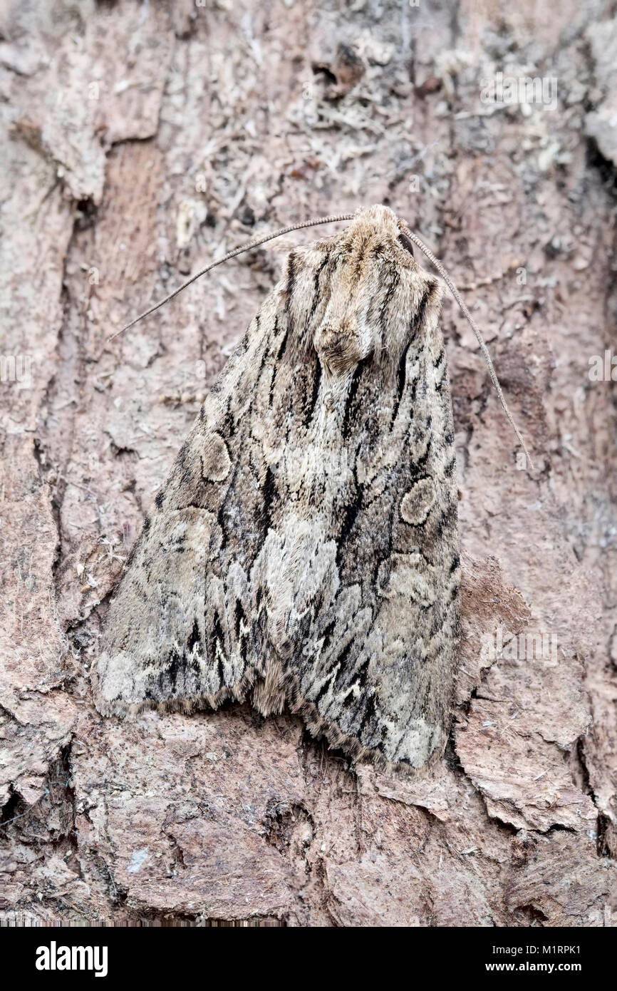 Dark Arches Moth showing camouflage on tree trunk - Apamea monoglypha ...