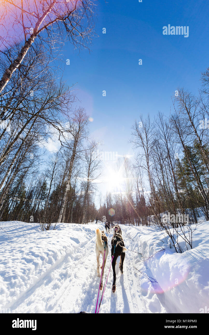 Overbygd, Norway. First person dog sledding action shot in sunny winter ...