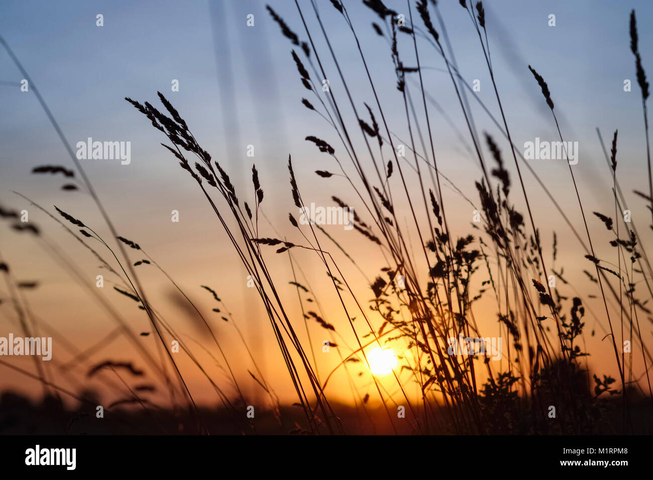 Summer Sunset and Grasses Stock Photo - Alamy