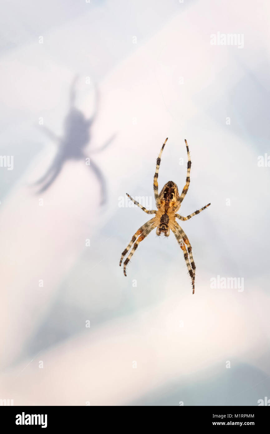 Spider shadow hi-res stock photography and images - Alamy