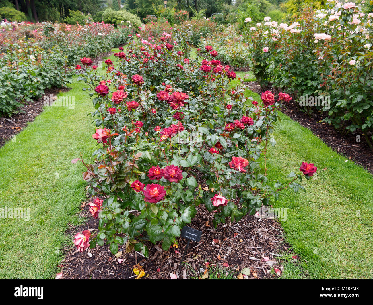 Dark Knight Rose at the Portland Rose Garden Stock Photo - Alamy