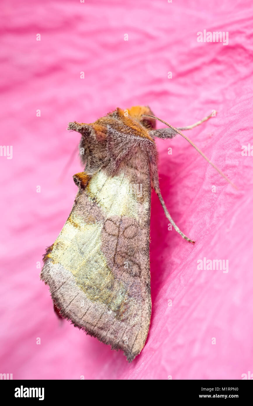 Burnished Brass Moth resting on hibiscus petal Diachrysia chrysitis ...