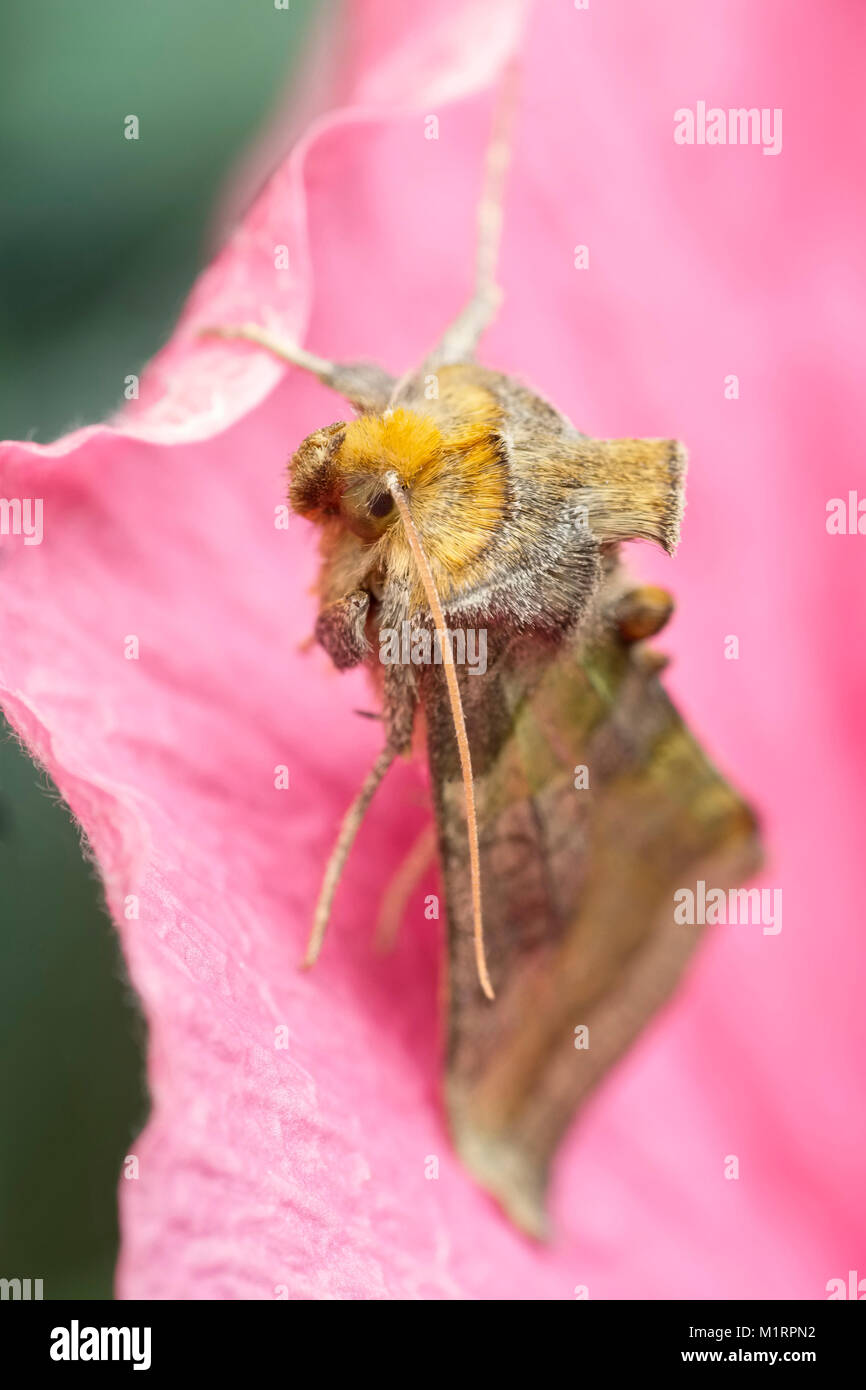 Burnished Brass Moth resting on hibiscus petal Diachrysia chrysitis ...