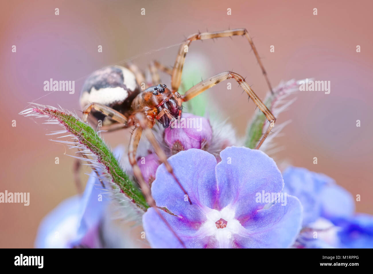 Spider Neriene Peltata on Borage flowers Stock Photo - Alamy