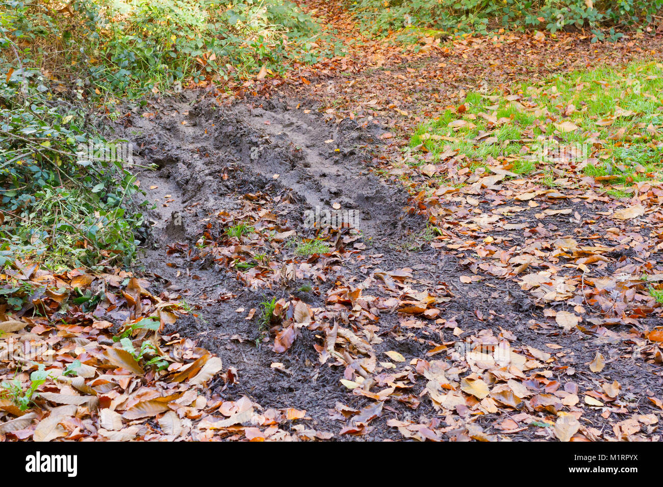 Wooded track hi-res stock photography and images - Alamy