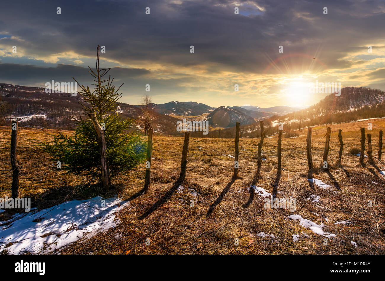 Tree on a hillside hi-res stock photography and images - Alamy