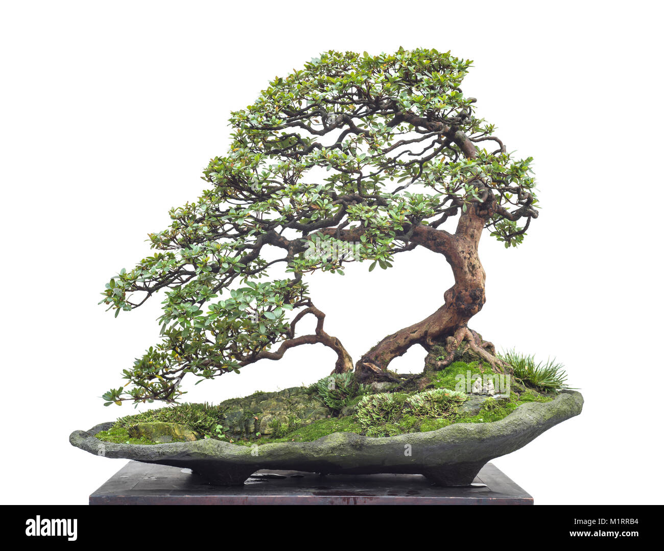 old chinese bonsai Stock Photo - Alamy