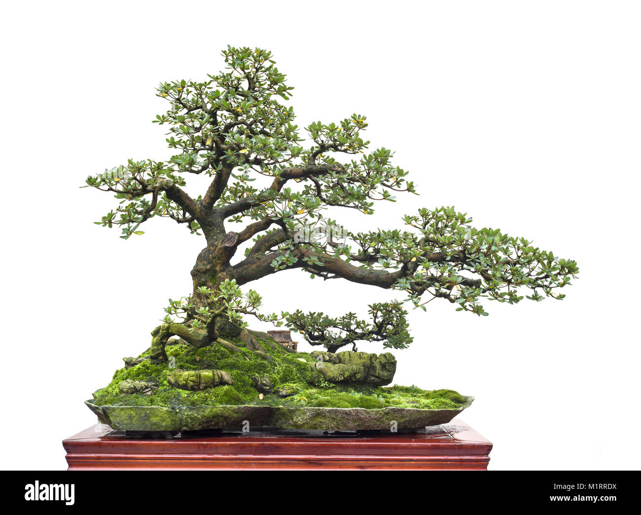 Chinese bonsai hi-res stock photography and images - Alamy