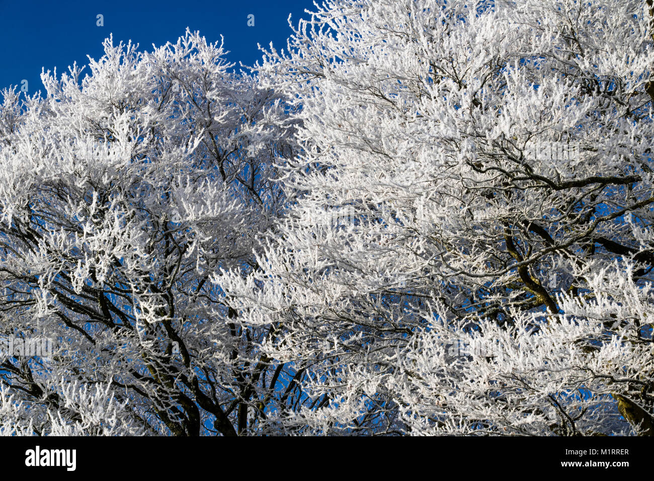 Winter Tree Tops: Tops of Oak Trees in Winter Against a Blue Sky ...