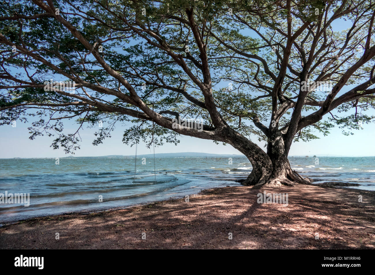 Big tree and seascape background with blue sky , A beautiful nature ...