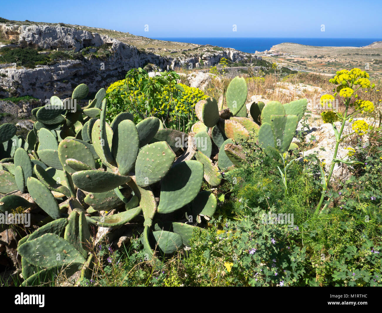 Wild cactus in the Maltese Landascpe Stock Photo - Alamy