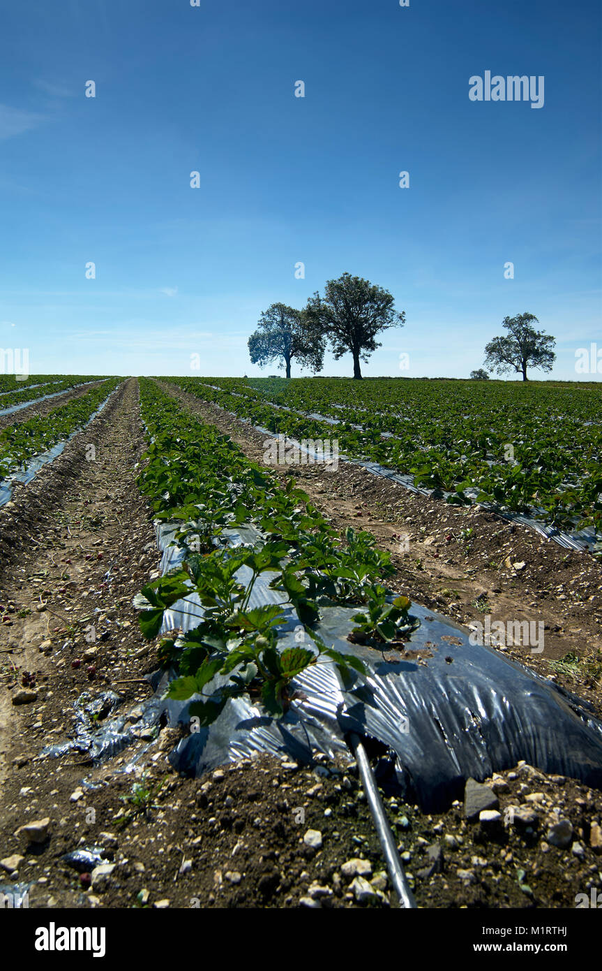 Field of Strawberries growing in the summer sunshine Stock Photo - Alamy