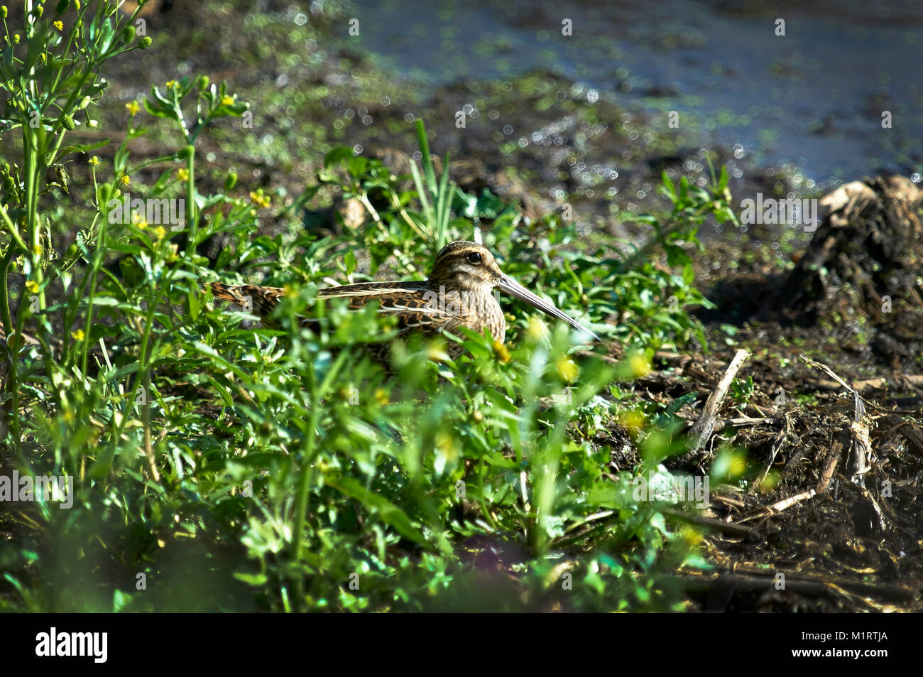 Eurasian woodcock (Scolopax rusticola Stock Photo - Alamy