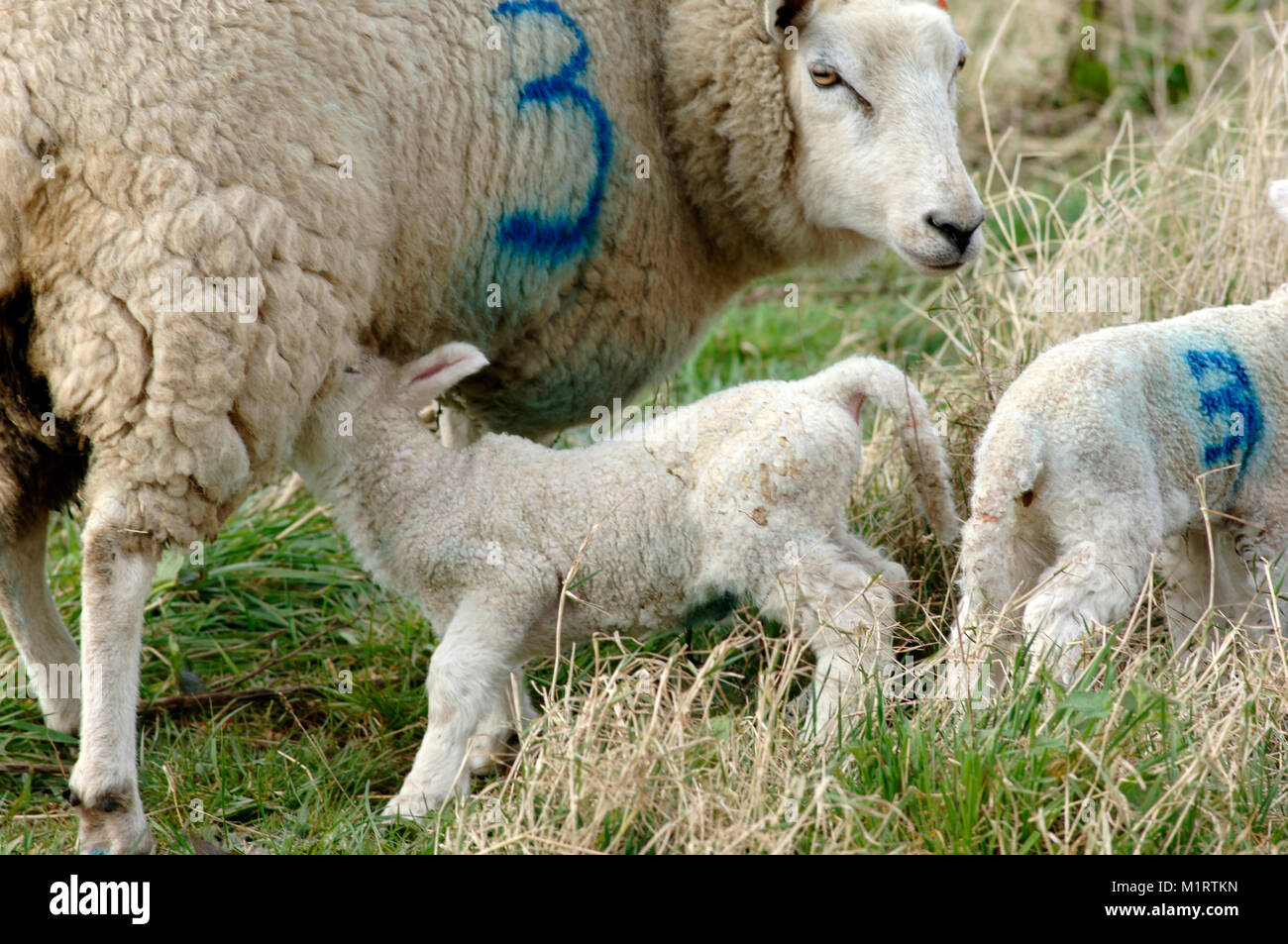 Ewe's with there Spring Lambs feeding Stock Photo - Alamy