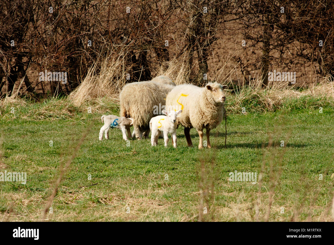Ewe's with there Spring Lambs Stock Photo - Alamy