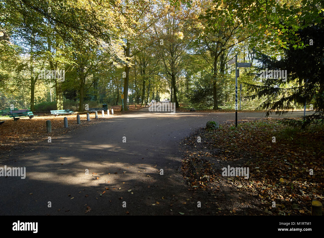 Utrechtse Heuvelrug National Park in Autumn , Utrecht Holland, The ...