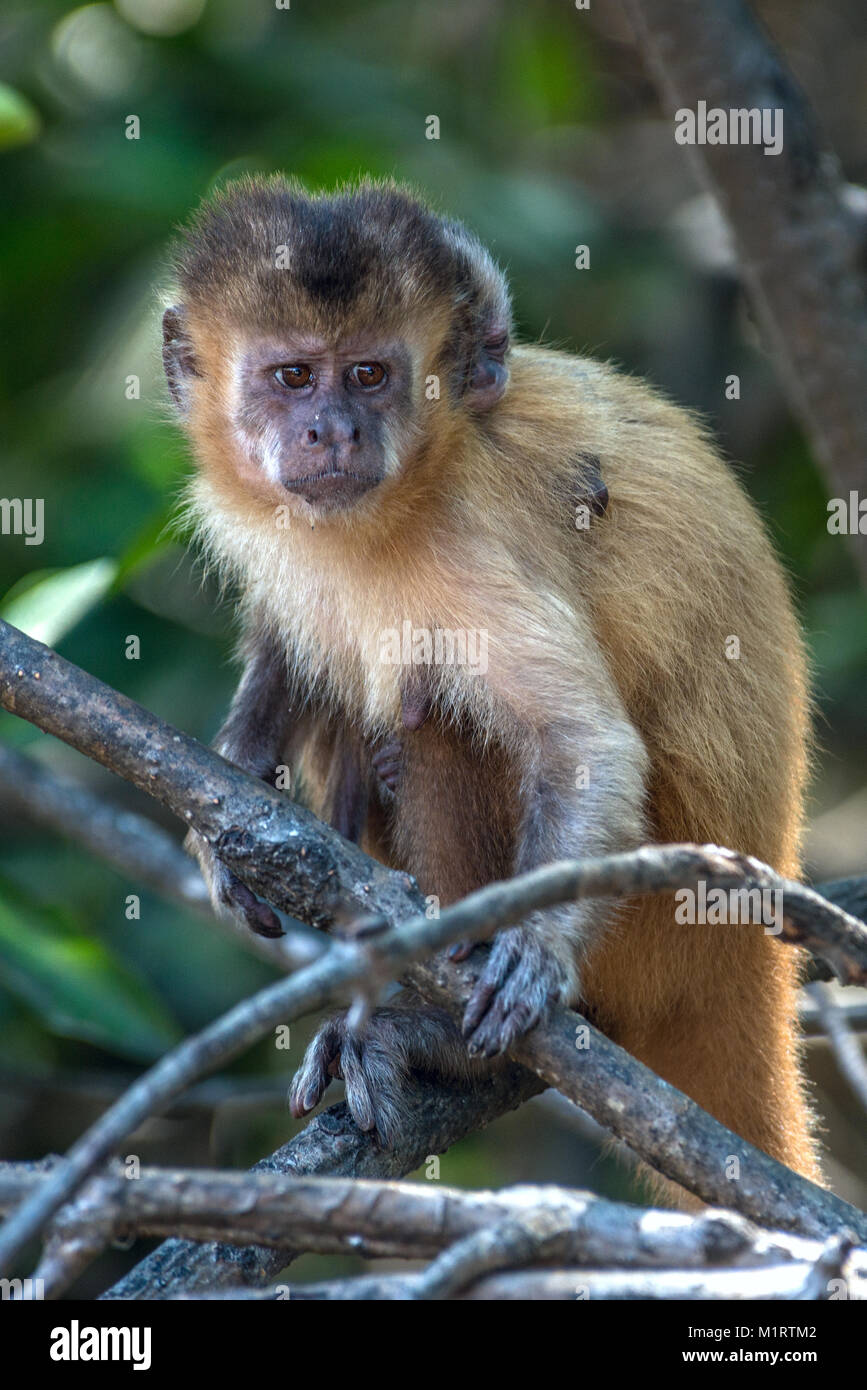 Capuchin Monkey Baby In The Wild