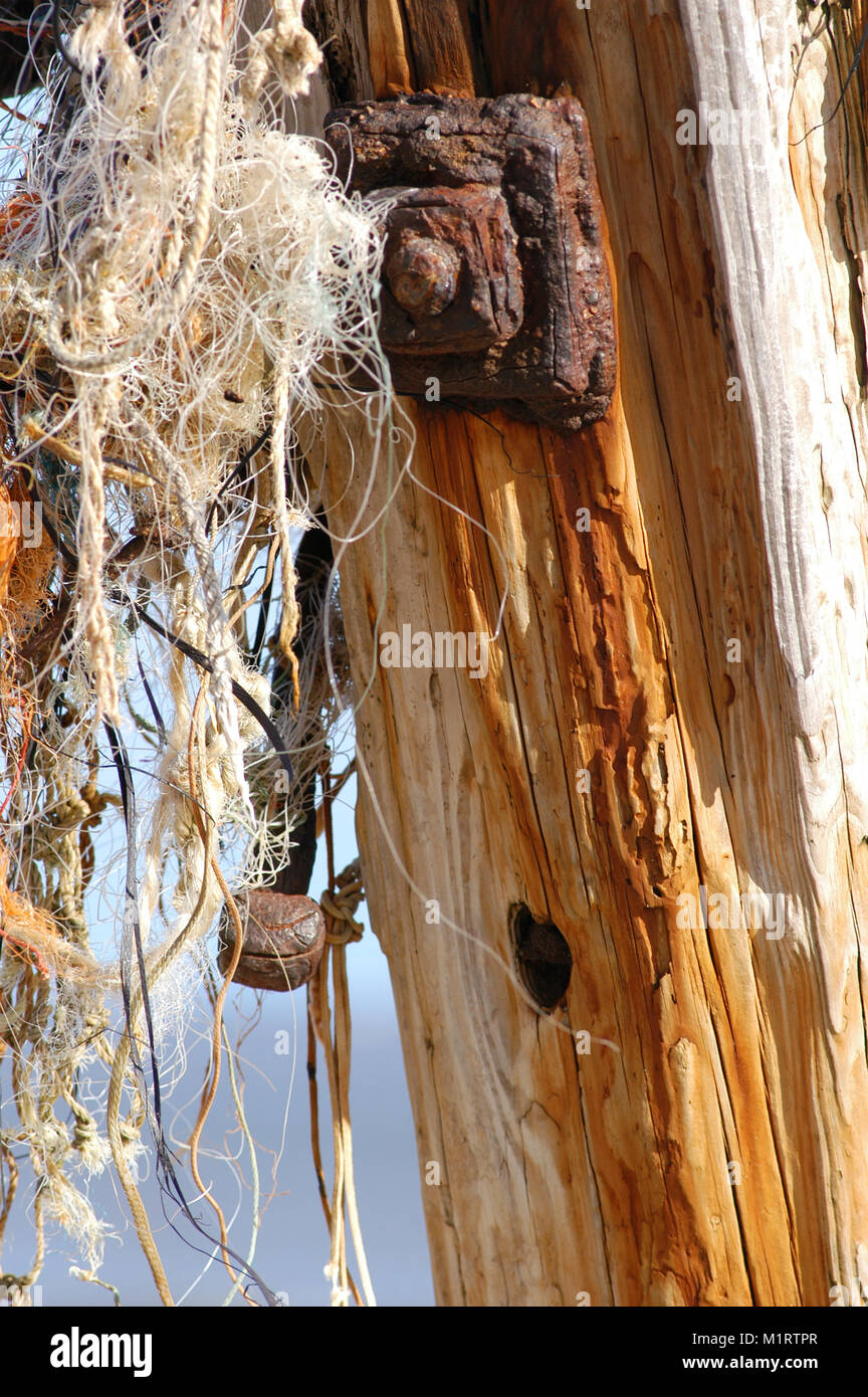 Water plant and flotsam hi-res stock photography and images - Alamy