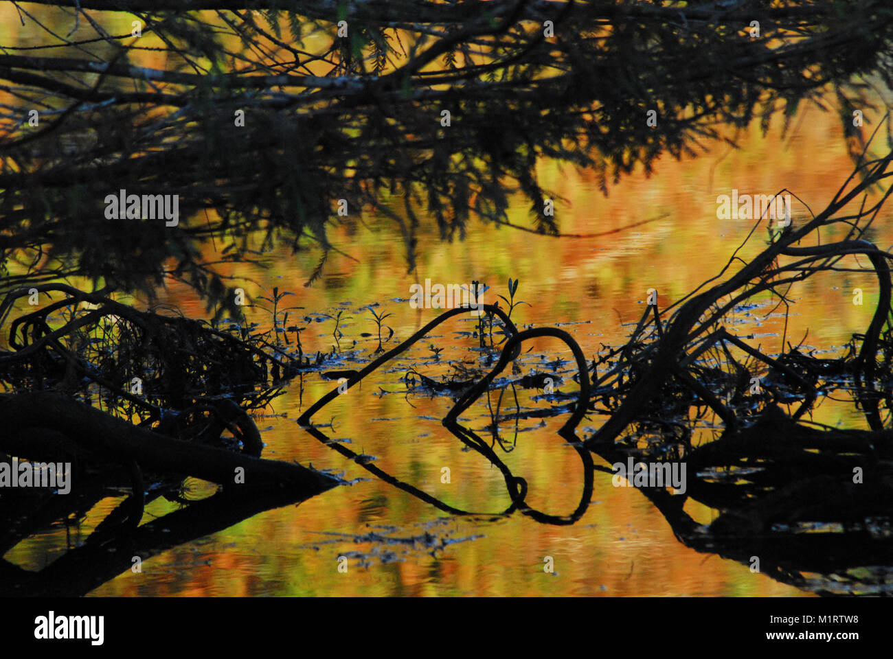 Hearts in nature hi-res stock photography and images - Alamy