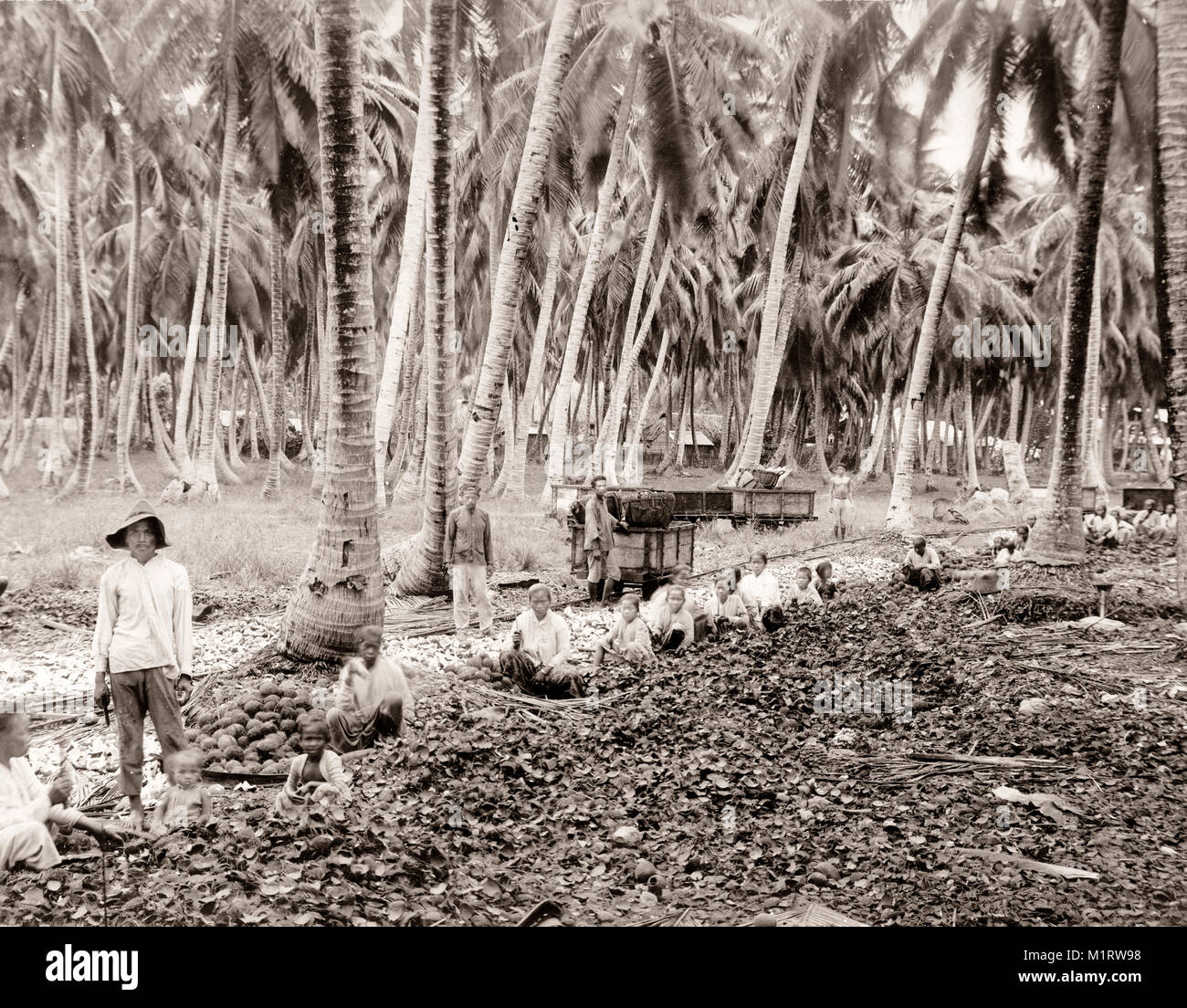 c.1880 South East Asia - farm workers sorting crop under palm trees ...