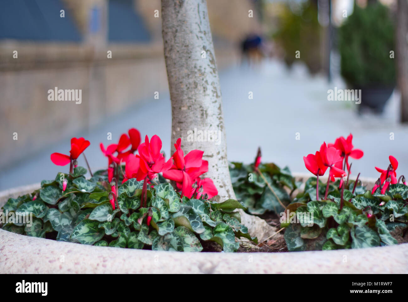 Beautiful seville hi-res stock photography and images - Alamy