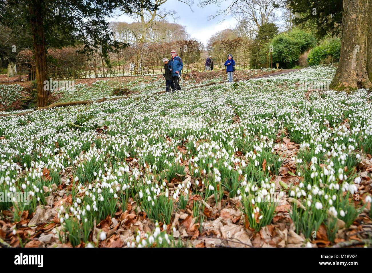 People walk through snowdrops at Rococo Garden in Painswick ...