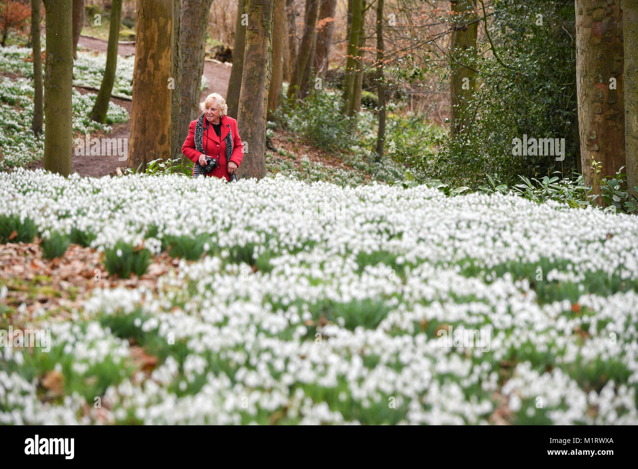 Rococo flowers hi-res stock photography and images - Alamy
