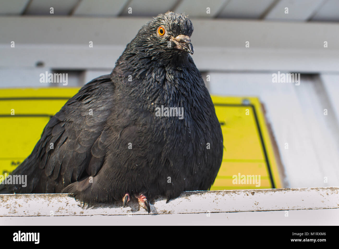 the dove close-up of a terrible bird portrait Stock Photo - Alamy
