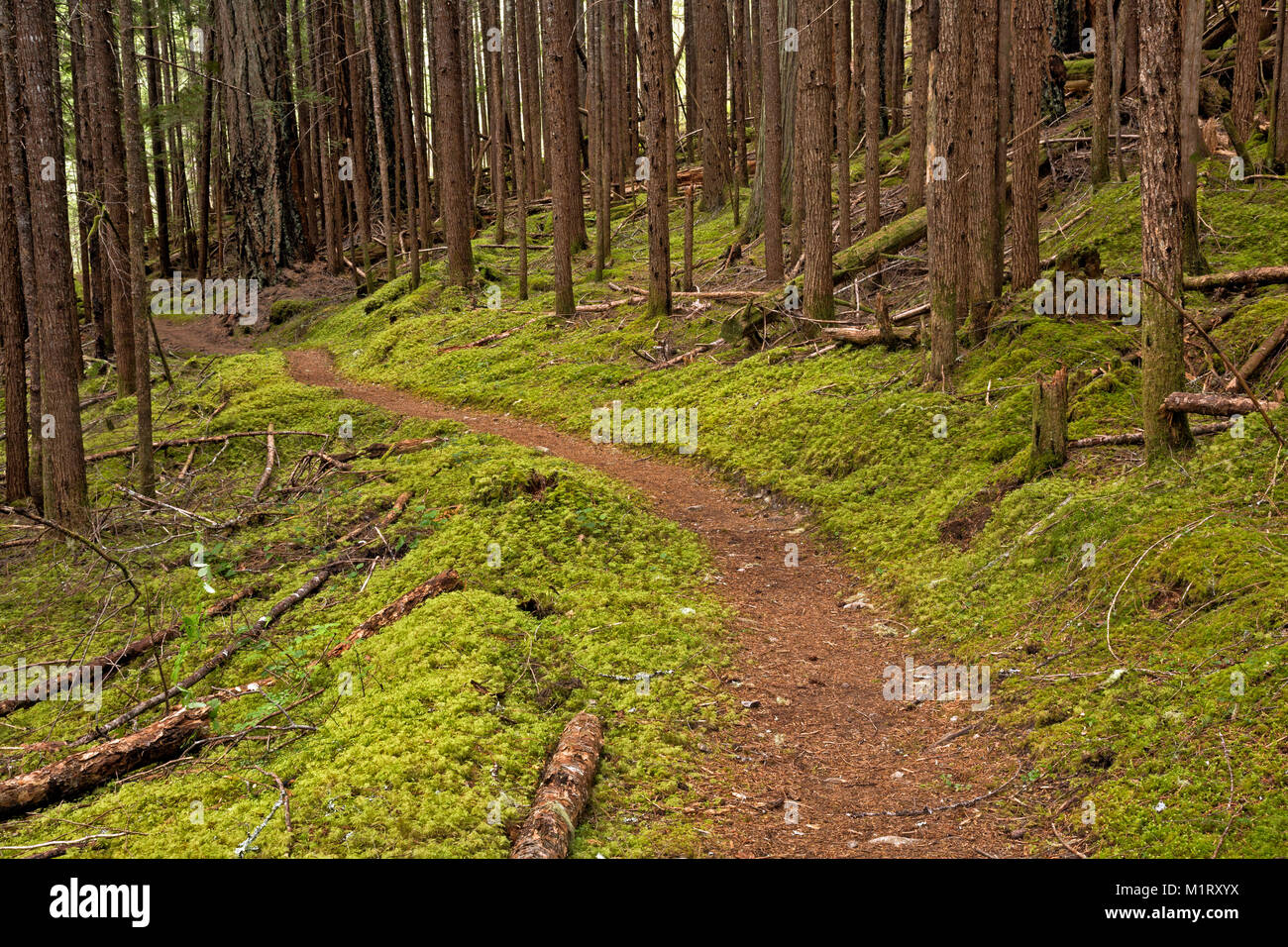 WASHINGTON - Forest floor covered with Step Moss, Hylocomium splendends ...