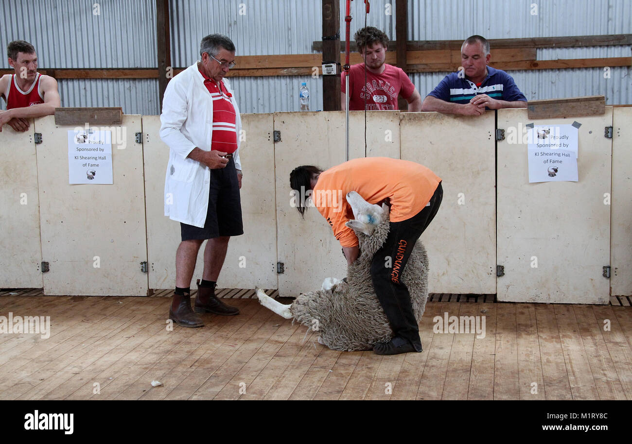 Sheep shearing shed australia hi-res stock photography and images - Alamy