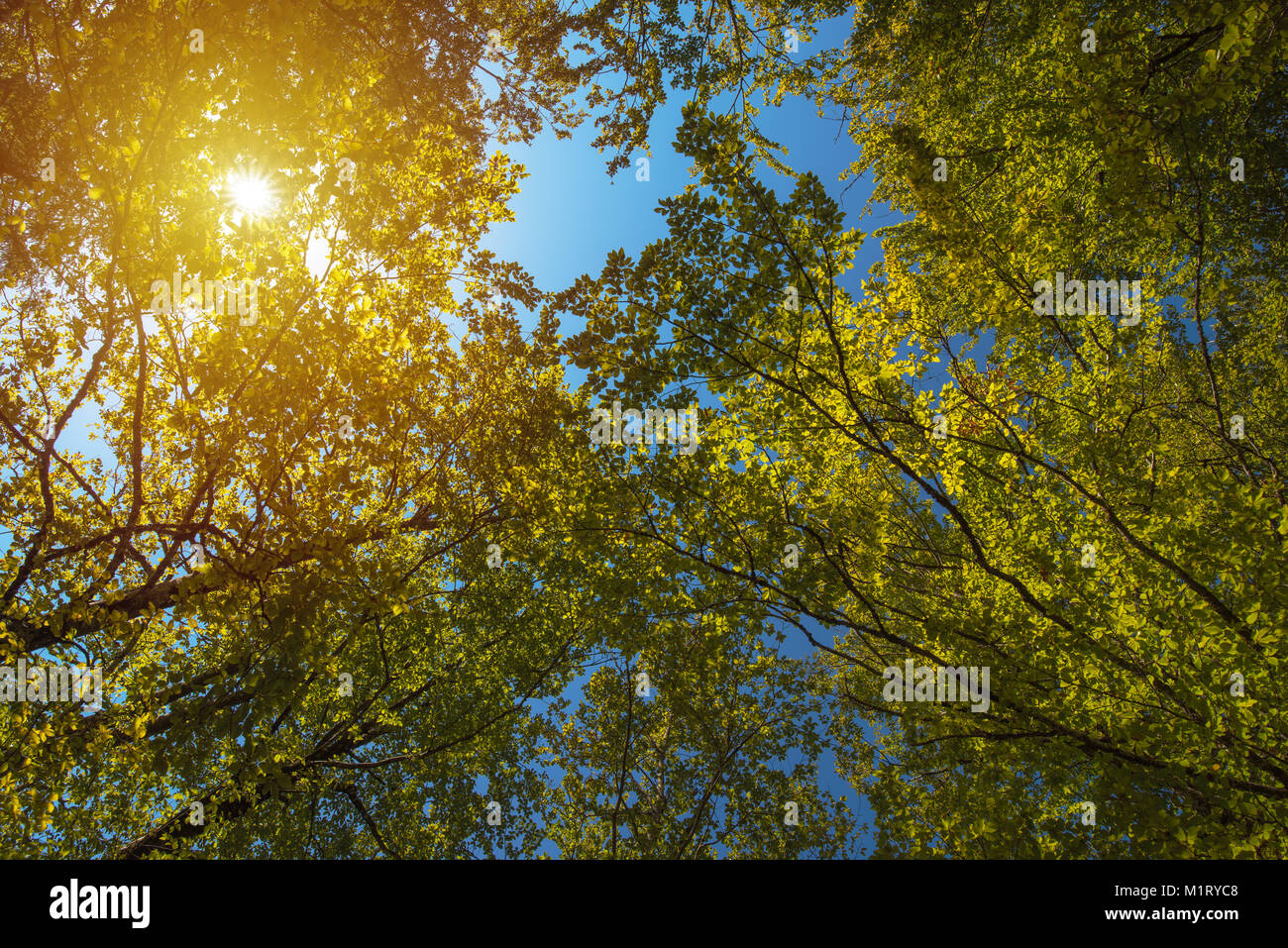 Sunlight through branches hi-res stock photography and images - Alamy