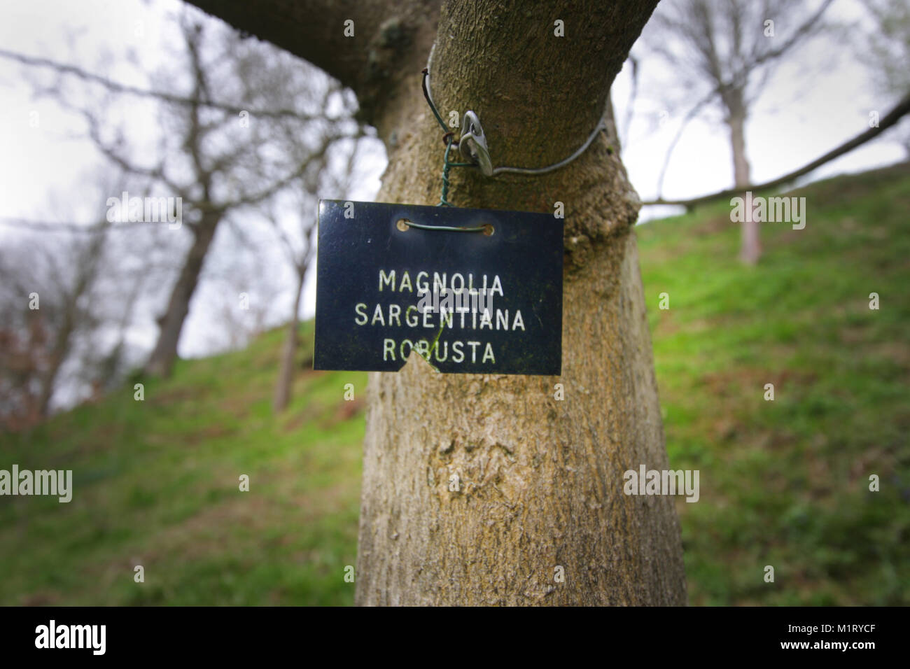 Tree Species Identification High Resolution Stock Photography and ...
