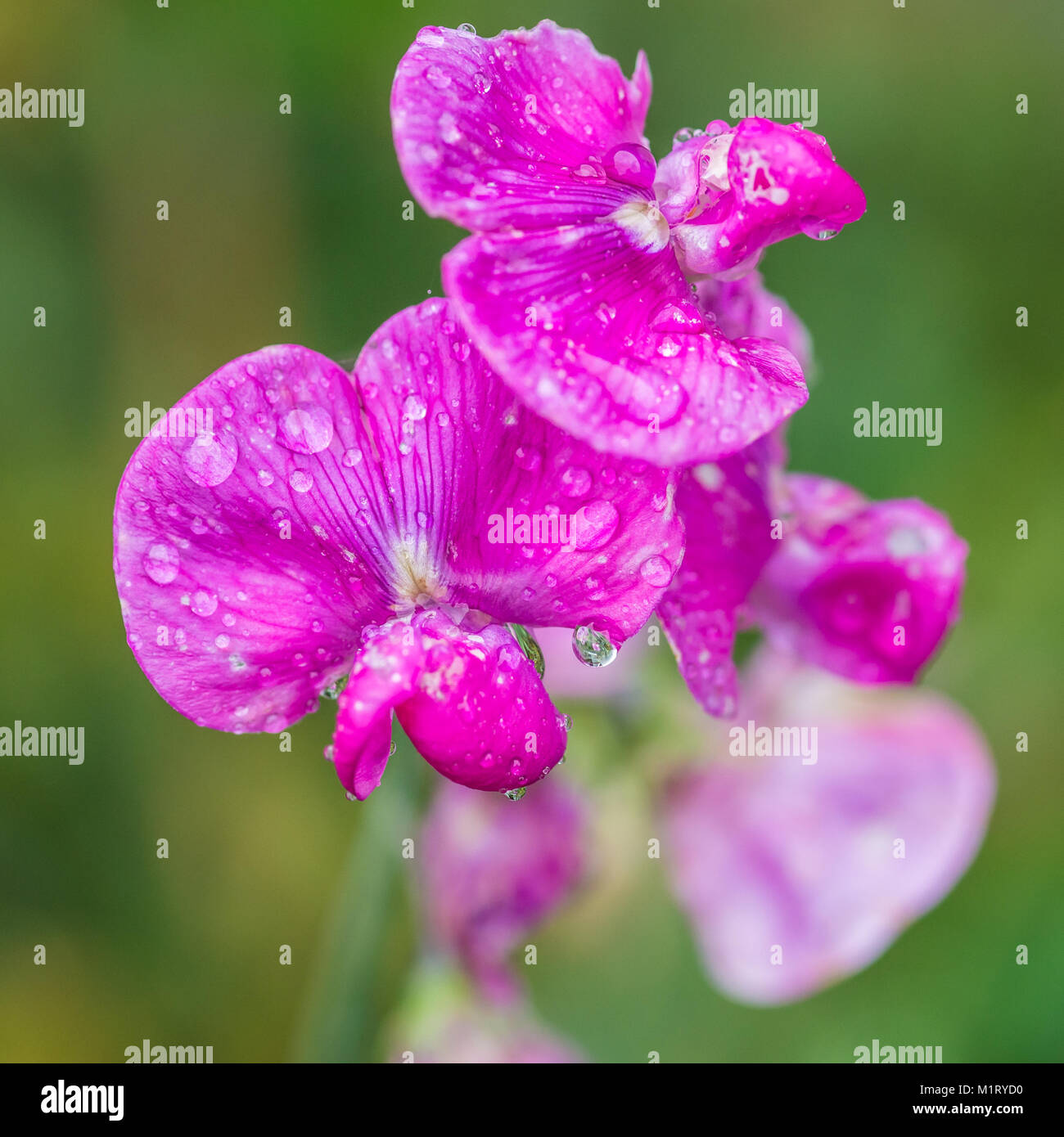 A macro shot of a wet magenta sweet pea bloom Stock Photo - Alamy
